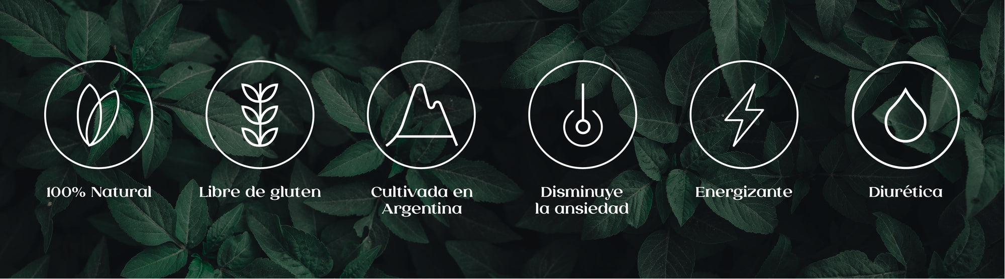 Compra Yerba Mate en Colombia | Matena - Calidad Garantizada – Matena ...